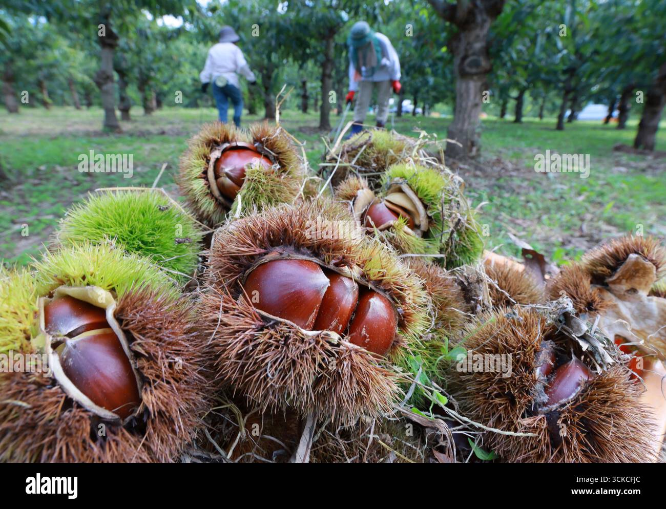 Chestnuts are harvested in Kasama City, Ibaraki Prefecture, Japan, on ...