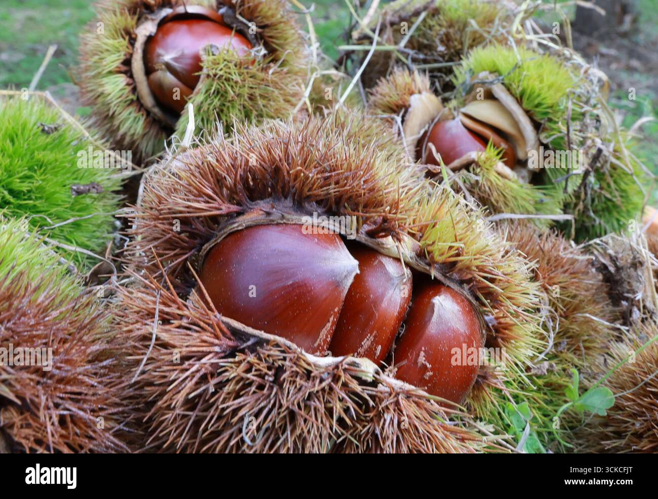 Chestnuts are harvested in Kasama City, Ibaraki Prefecture, Japan, on ...