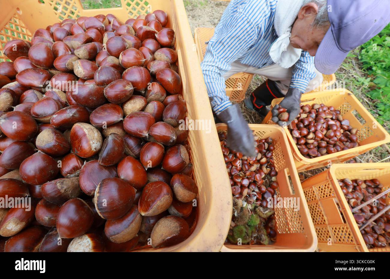 Chestnuts are harvested in Kasama City, Ibaraki Prefecture, Japan, on ...