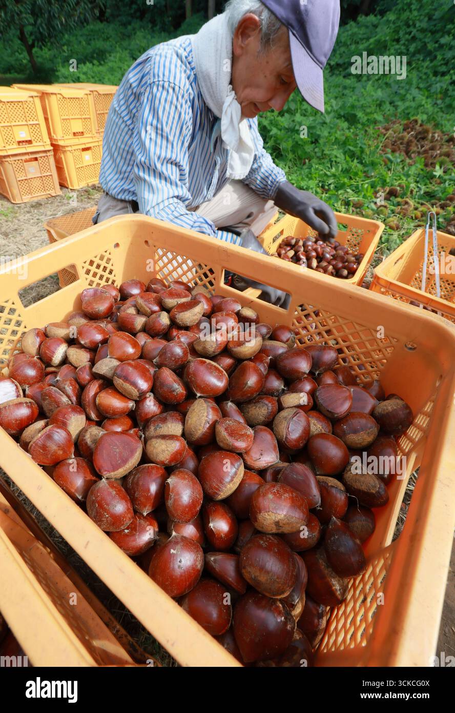 Chestnuts are harvested in Kasama City, Ibaraki Prefecture, Japan, on ...