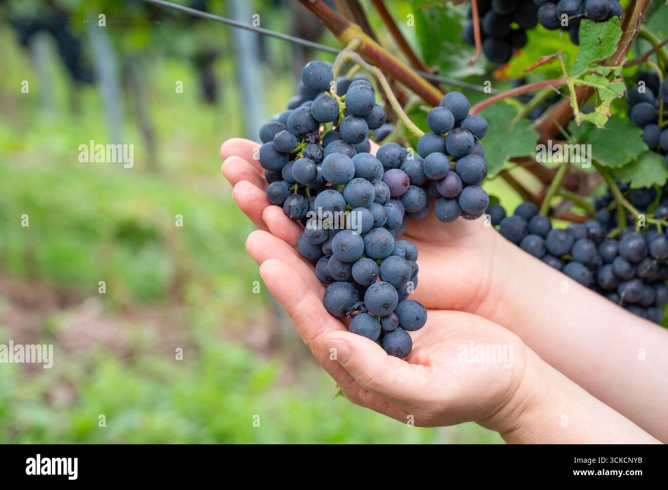 Harvesting blue grapevine, Pinot Noir wine grapes growing on vine ...