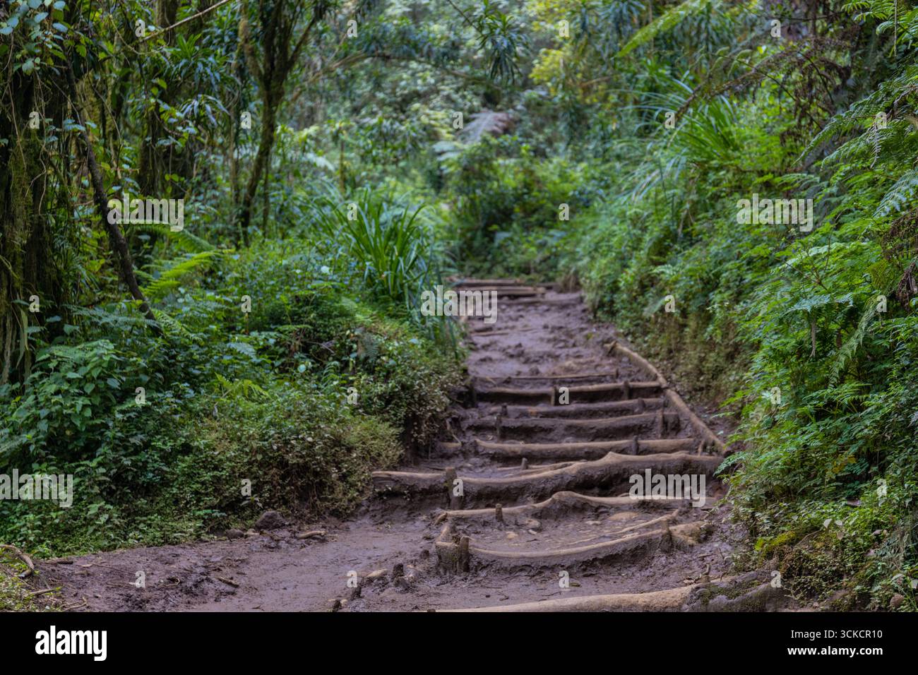 Mount Kilimanjaro hiking trail, way to the summit of mount Kili the ...