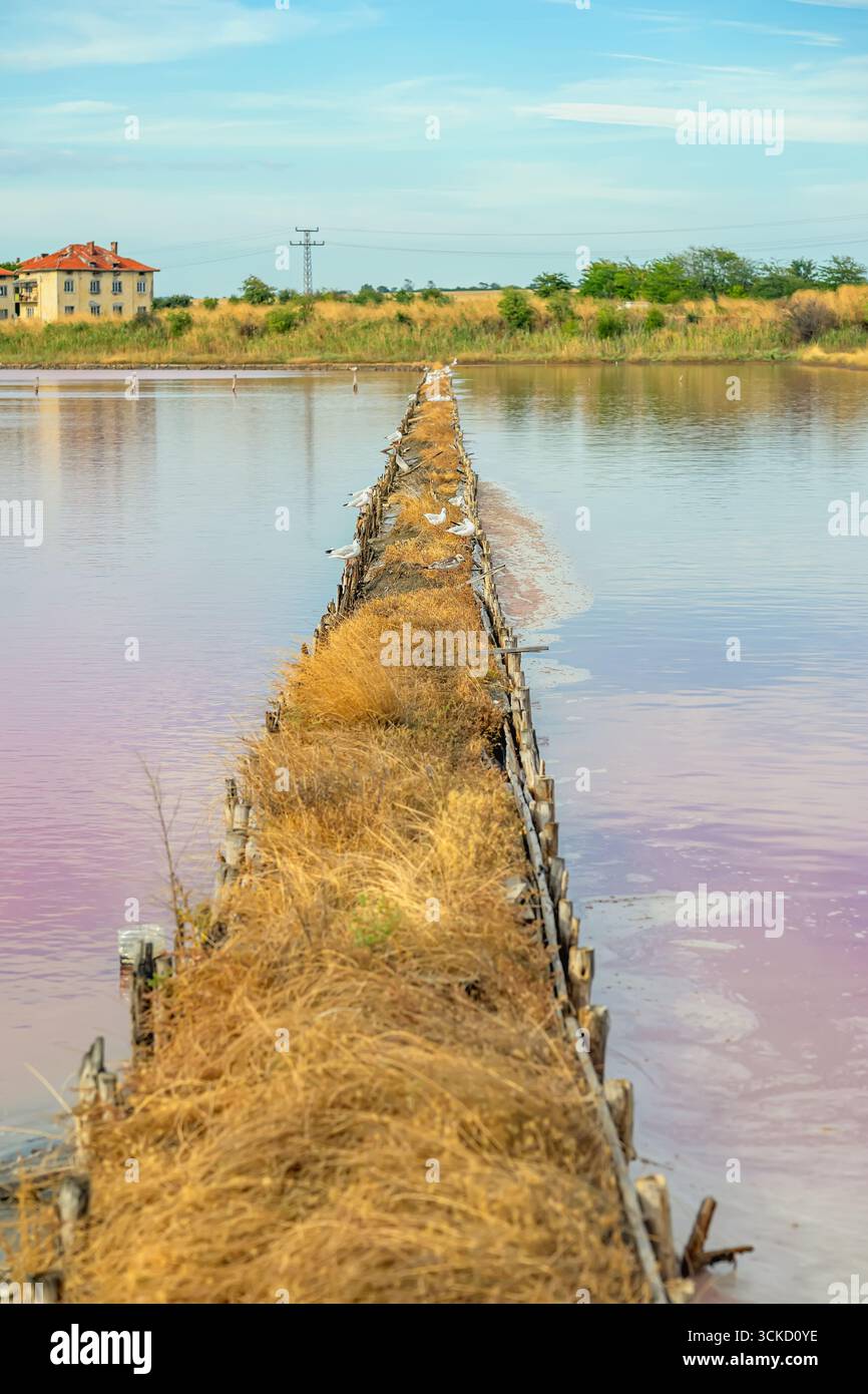 Narrow path through colorful salt lake with seagulls resting on wooden ...
