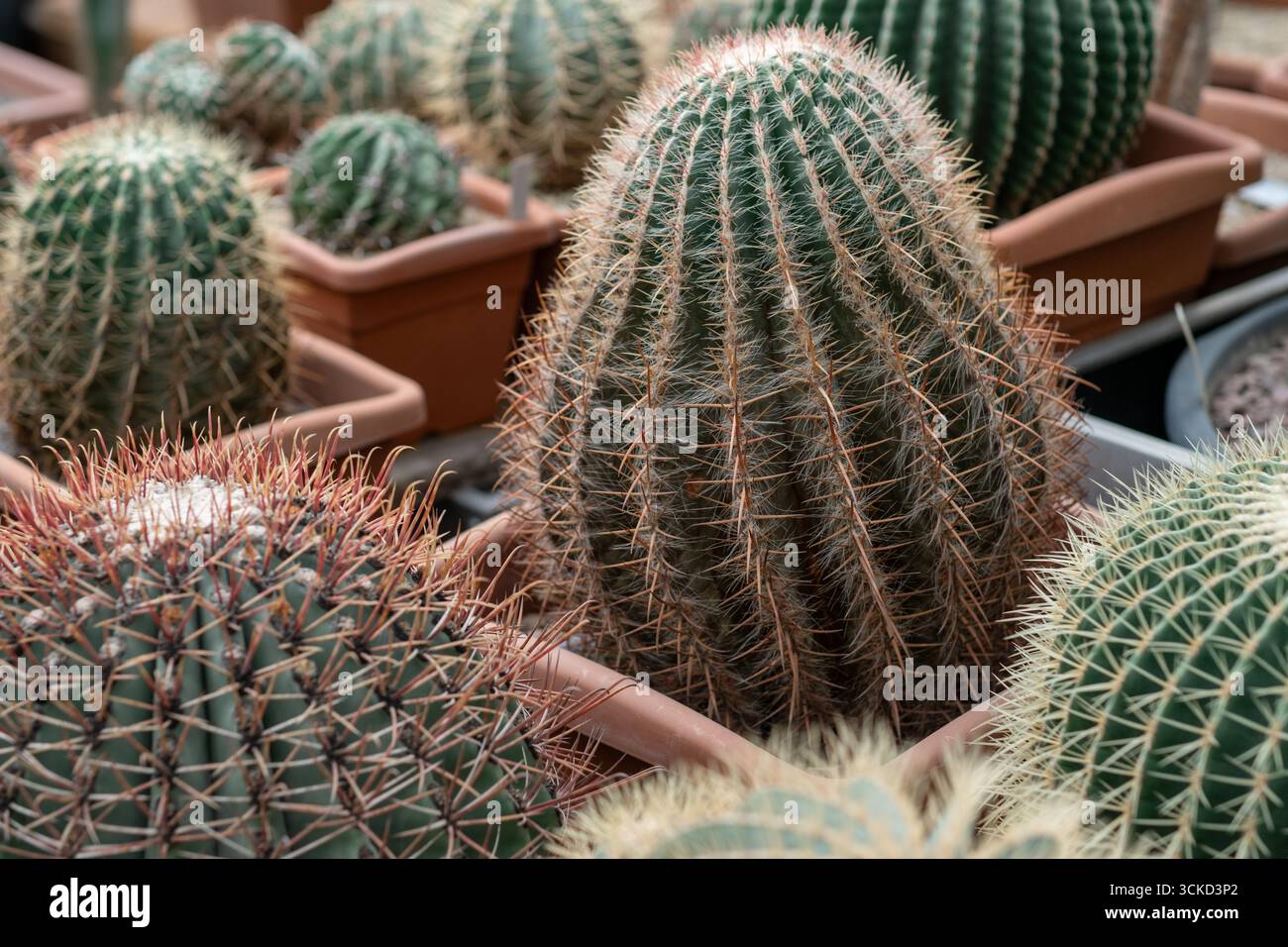 Various cacti in pots under hi-res stock photography and images - Alamy