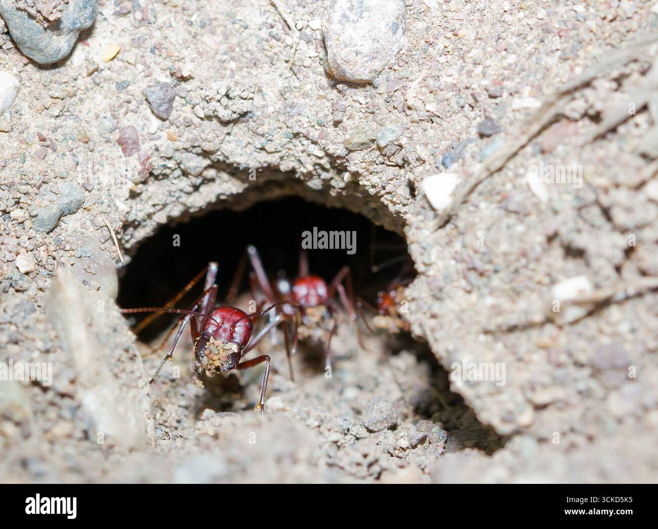 Close up ants constructing colony hi-res stock photography and images ...