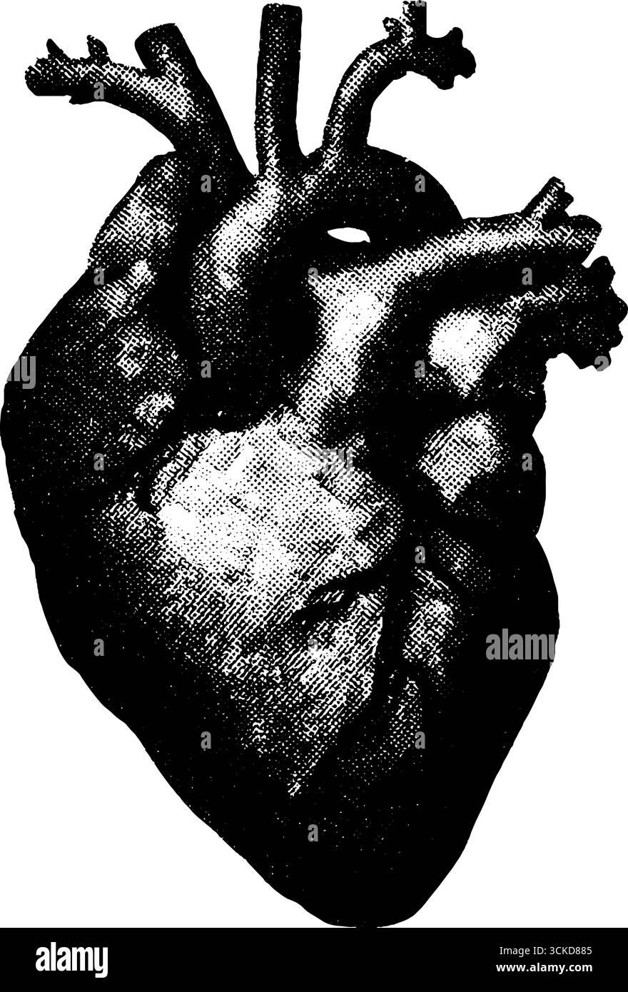 Anatomical textbook Cut Out Stock Images & Pictures - Alamy