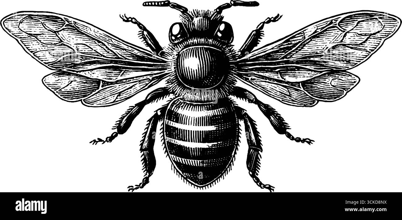 Detailed pollinator Stock Vector Images - Alamy