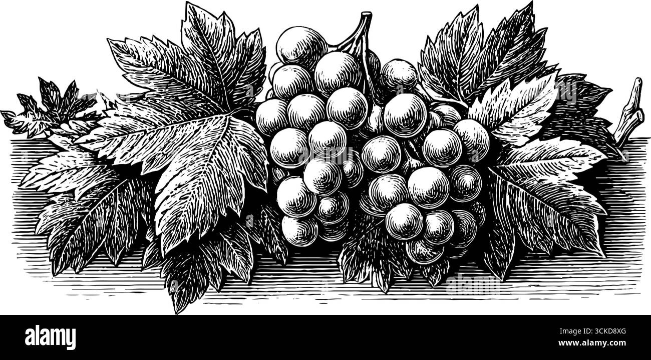 Vintage engraved illustration of a cluster of grapes for retro design ...