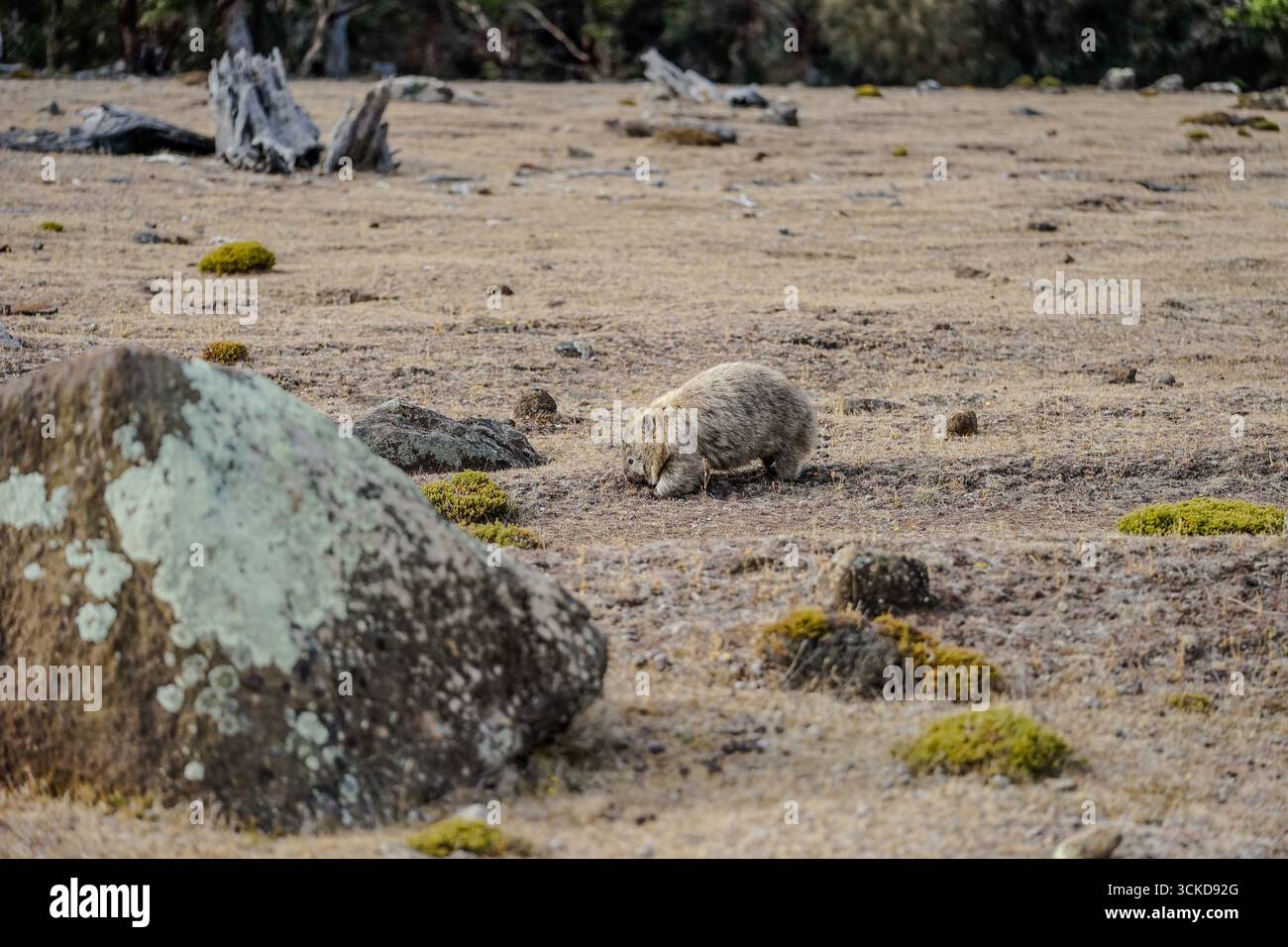 Scenic Wilderness Landscape on Maria Island Tasmania Stock Photo - Alamy