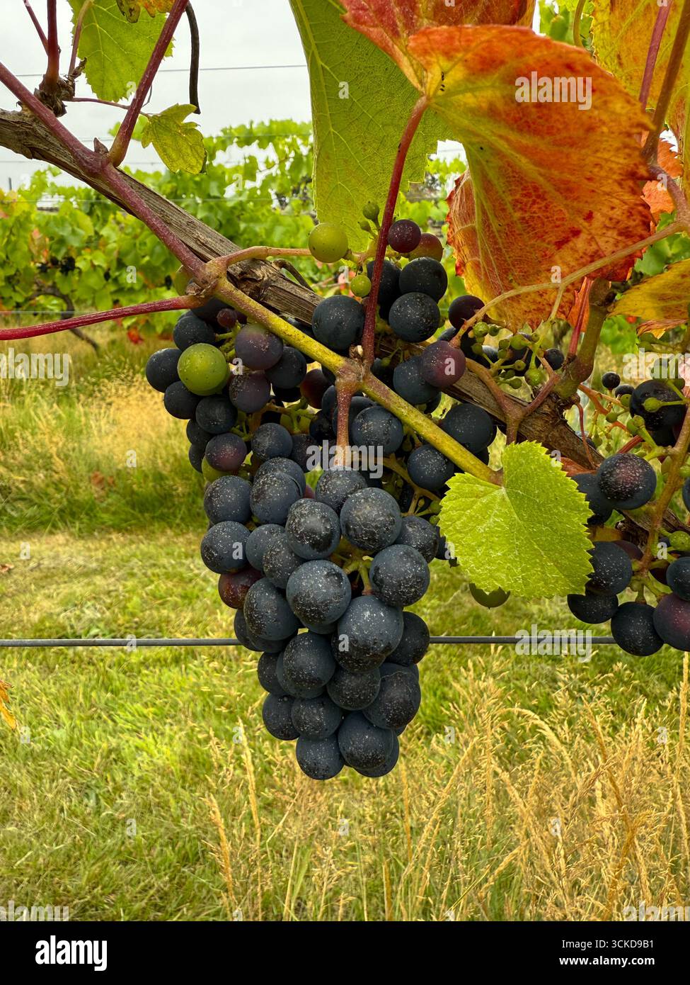 Rondo grapes growing at an English vineyard, Derbyshire, England, UK ...