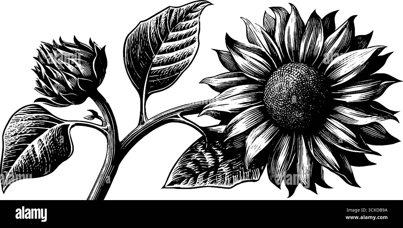 Vintage engraved illustration of sunflower and stem for retro design ...