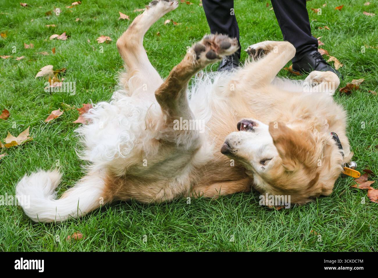 London, UK, 11th Sep 2025. Steve Darling's Jennie, winner of the ...
