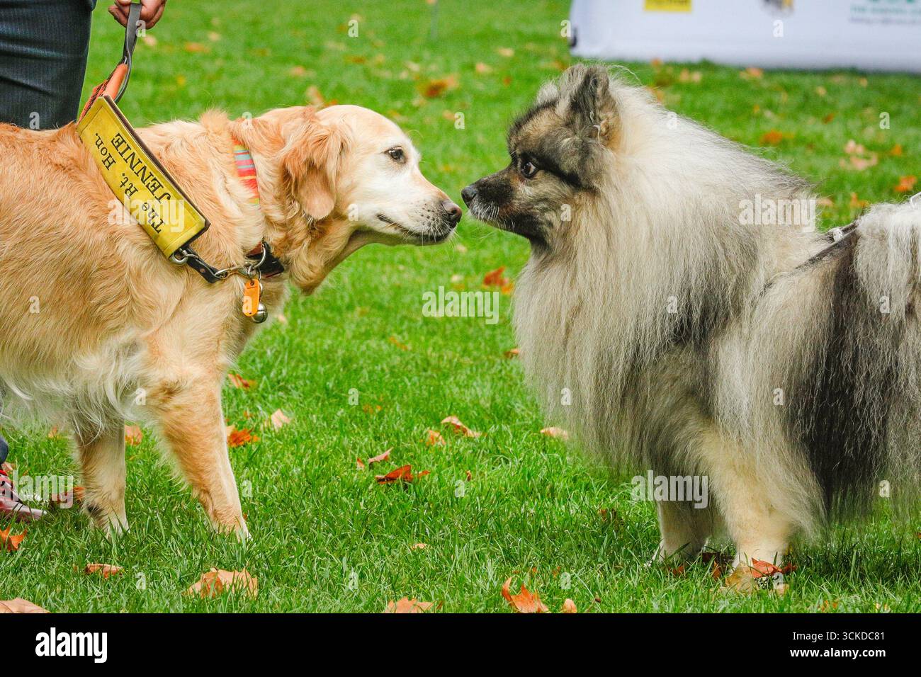 London, UK, 11th Sep 2025. Jennie the guide dog Retriever and and ...