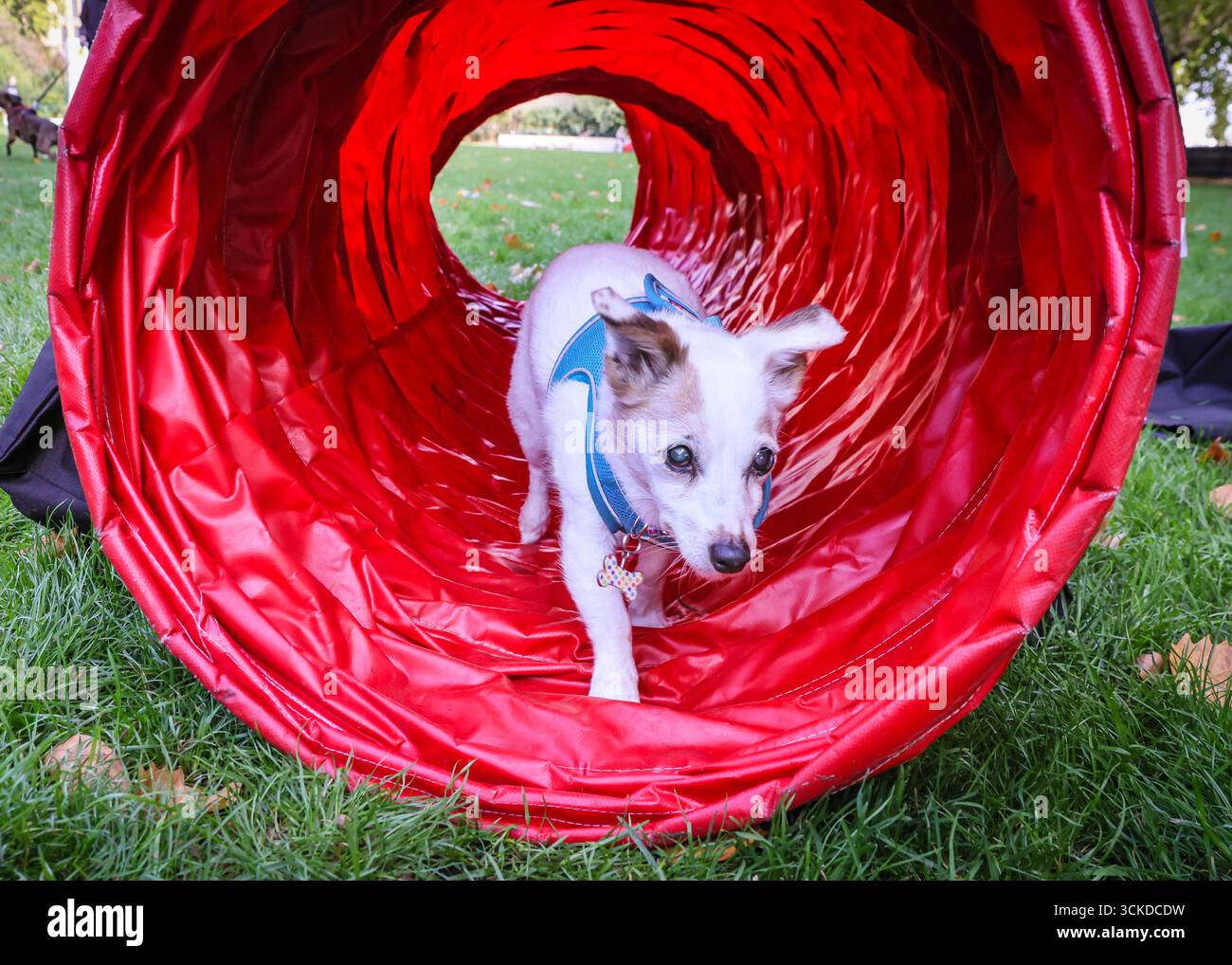 London, UK, 11th Sep 2025. Mark Ferguson MP's Jack Russel Annie, at 14 ...