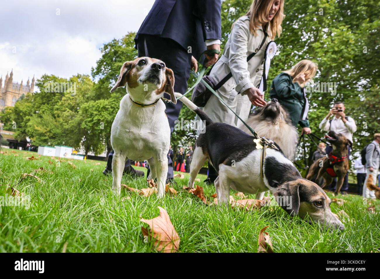London, UK, 11th Sep 2025. The MP's parade their lovely dogs together ...