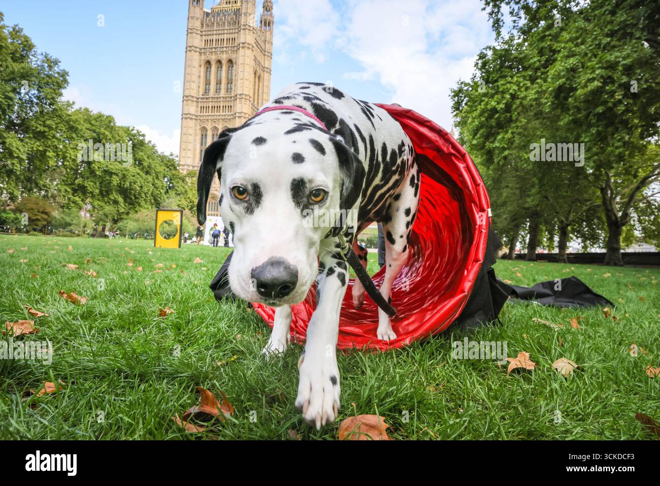 London, UK, 11th Sep 2025. David Burton-Sampson MP's Lotti the ...