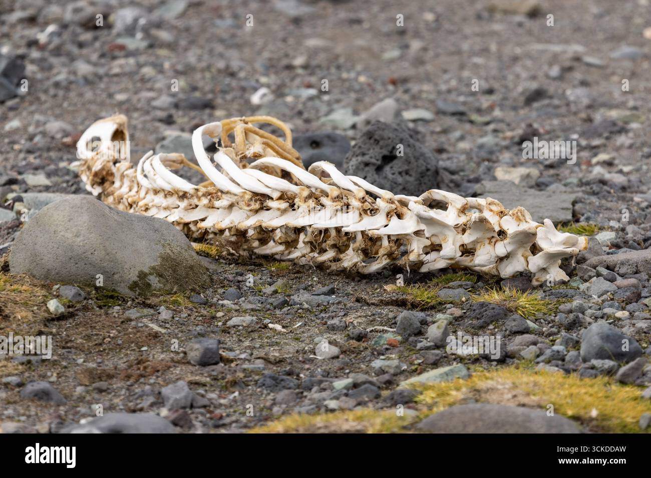 bones of wild animals on the shore Penguin island in Antarctica Stock ...