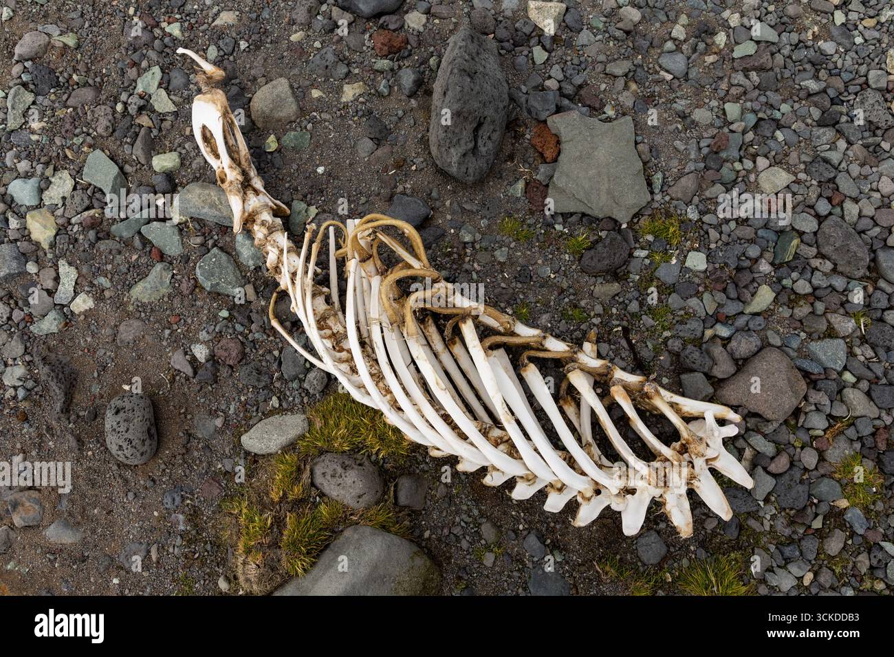 bones of wild animals on the shore Penguin island in Antarctica Stock ...