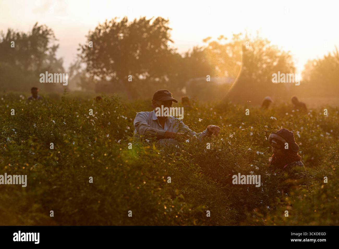 (250911) -- GHARBIA , Sept. 11, 2025 (Xinhua) -- Farmers harvest ...