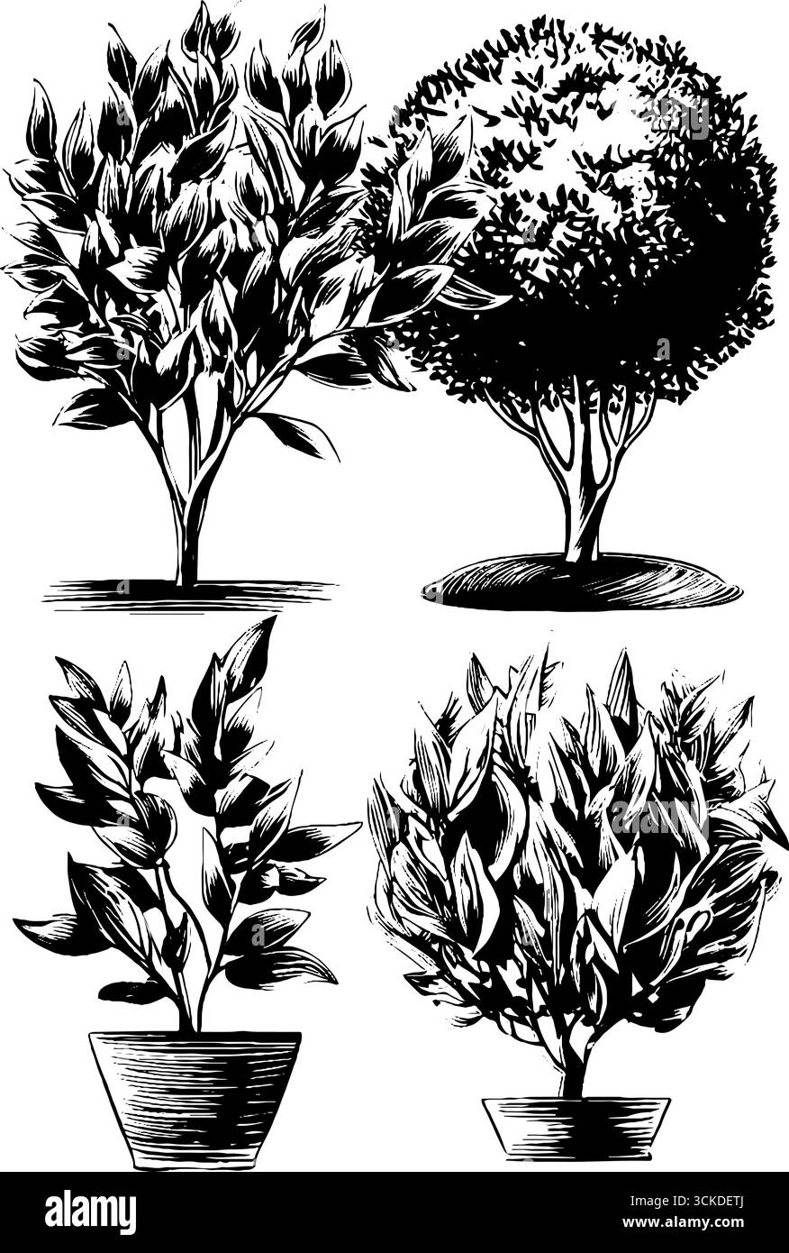 Vintage engraved illustration set of boxwood shrubs for design and ...