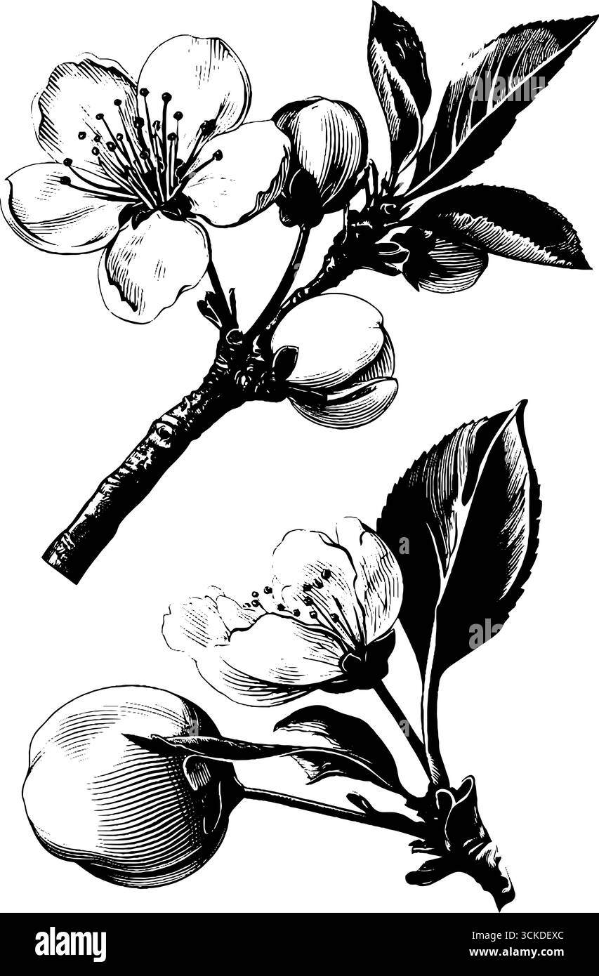 Vintage engraved cherry tree branches with blossoms and leaves Stock ...