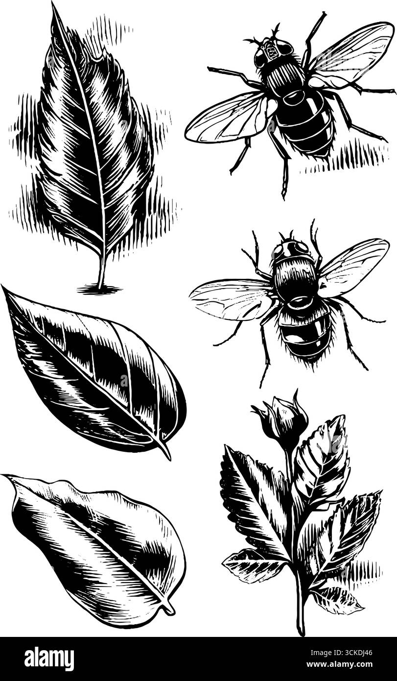 Nature-inspired engraving set featuring housefly silhouettes and leaf ...