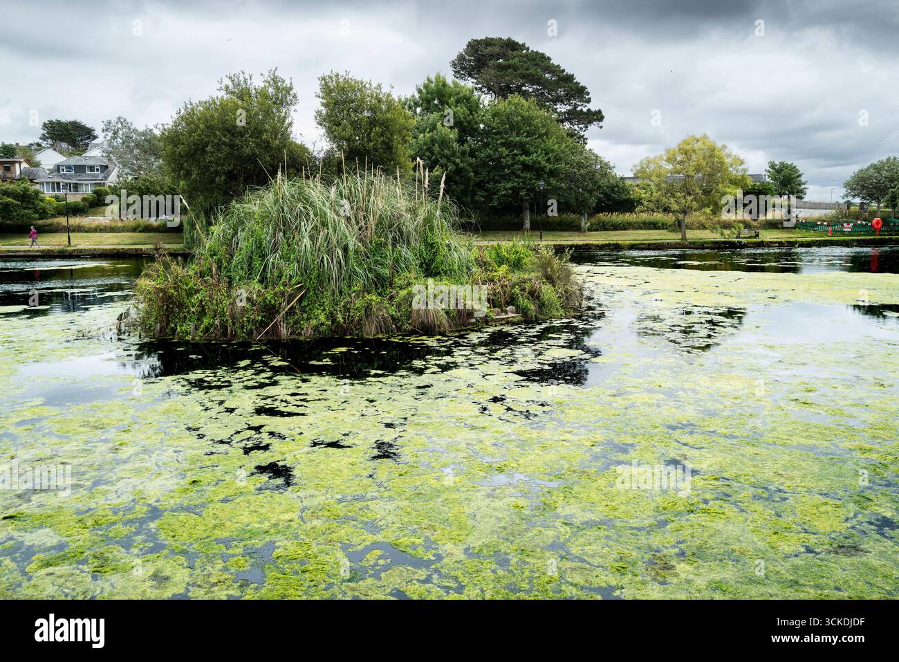 The historic Trenance Boating Lake covered with an algae bloom during ...