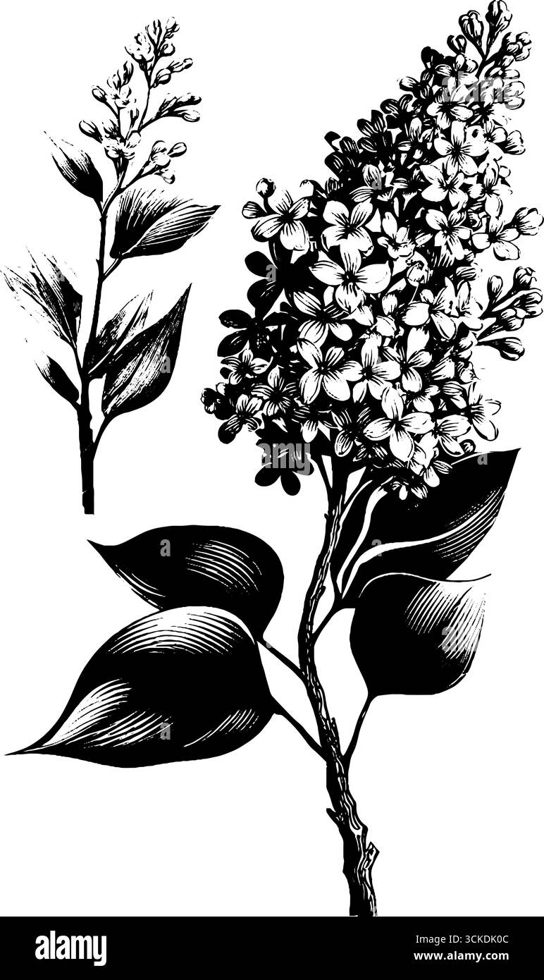 Ink lilac engraving Stock Vector Images - Alamy