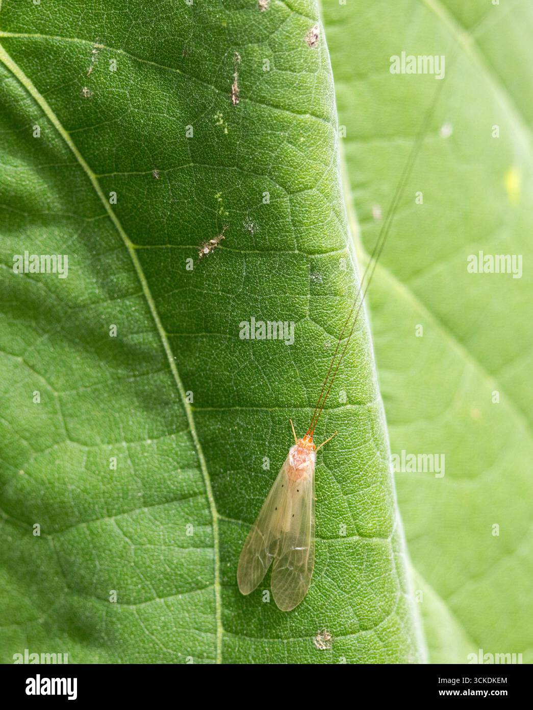The tiny and delicate Yellow Lacewing is easily identified by their ...