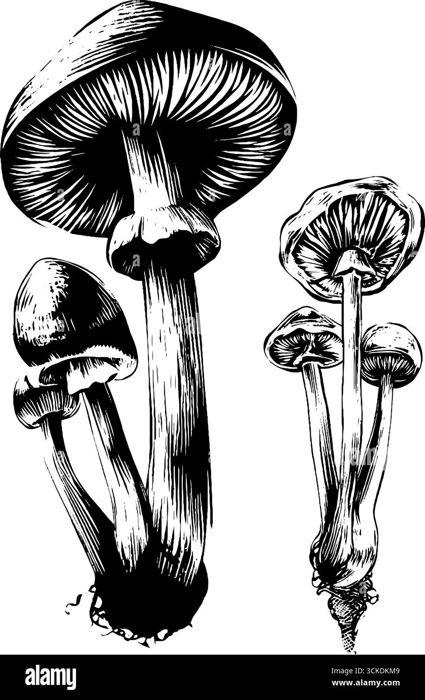 Vintage engraved mushroom cluster illustration set - ideal for retro ...