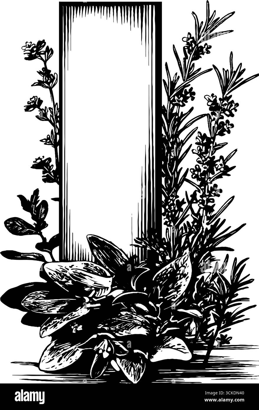 Vintage herb border design for botanical print featuring engraved ...