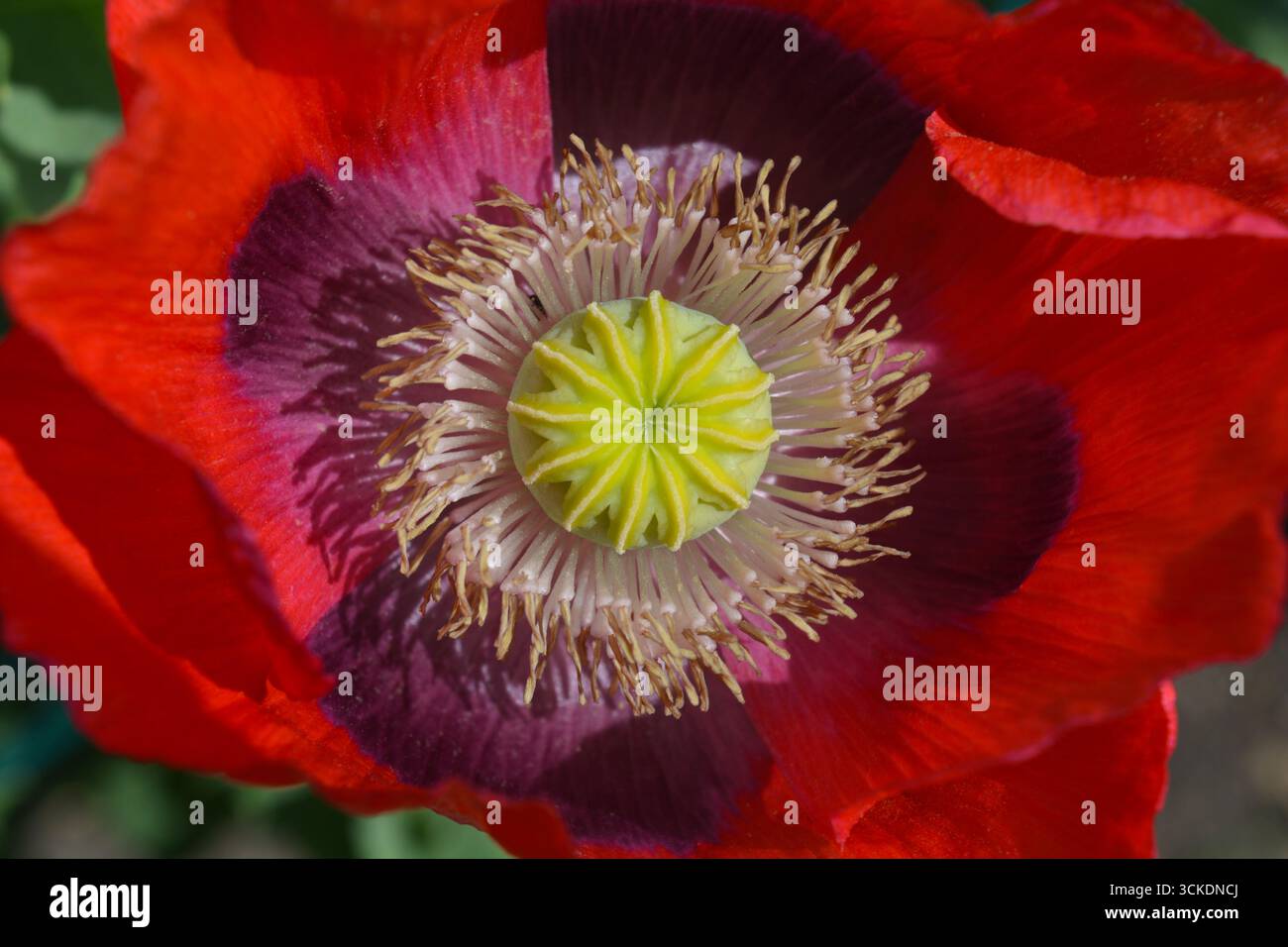 Papaver somniferum, Cherry Glow, red opium poppy, flower detail Stock ...