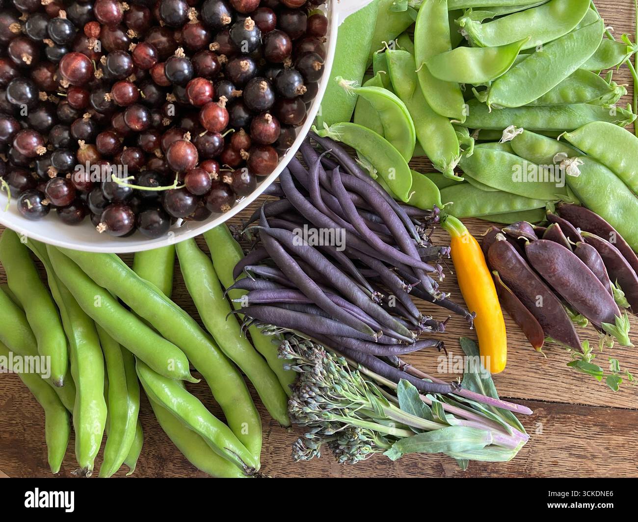 Homegrown fruit and vegetables. Blackcurrants, broad beans, purple ...