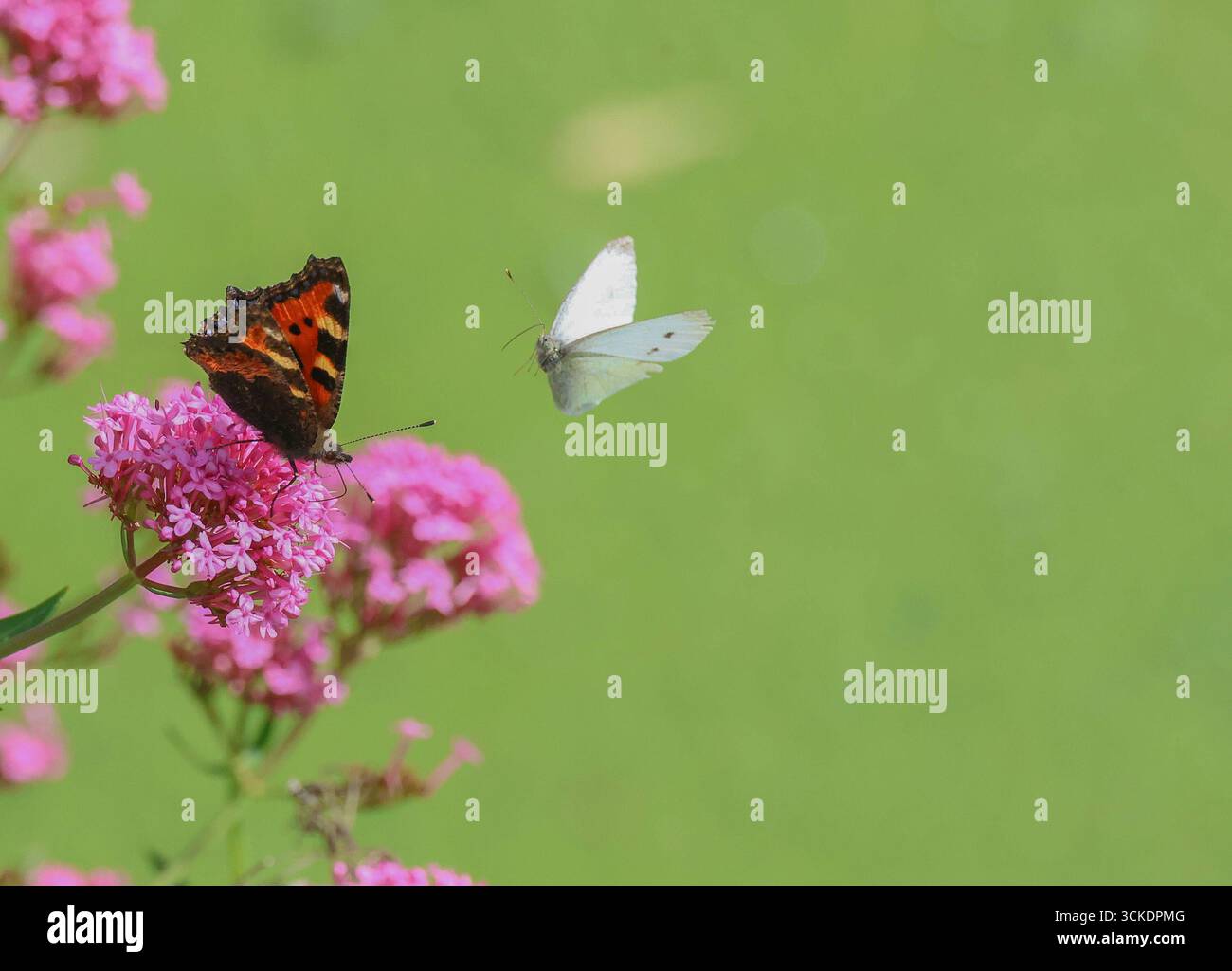 Lurgan Park, Lurgan, County Armagh, Northern Ireland, UK. 11 Sep 2025 ...