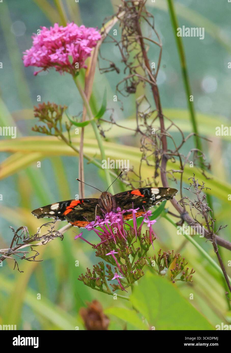Lurgan Park, Lurgan, County Armagh, Northern Ireland, UK. 11 Sep 2025 ...