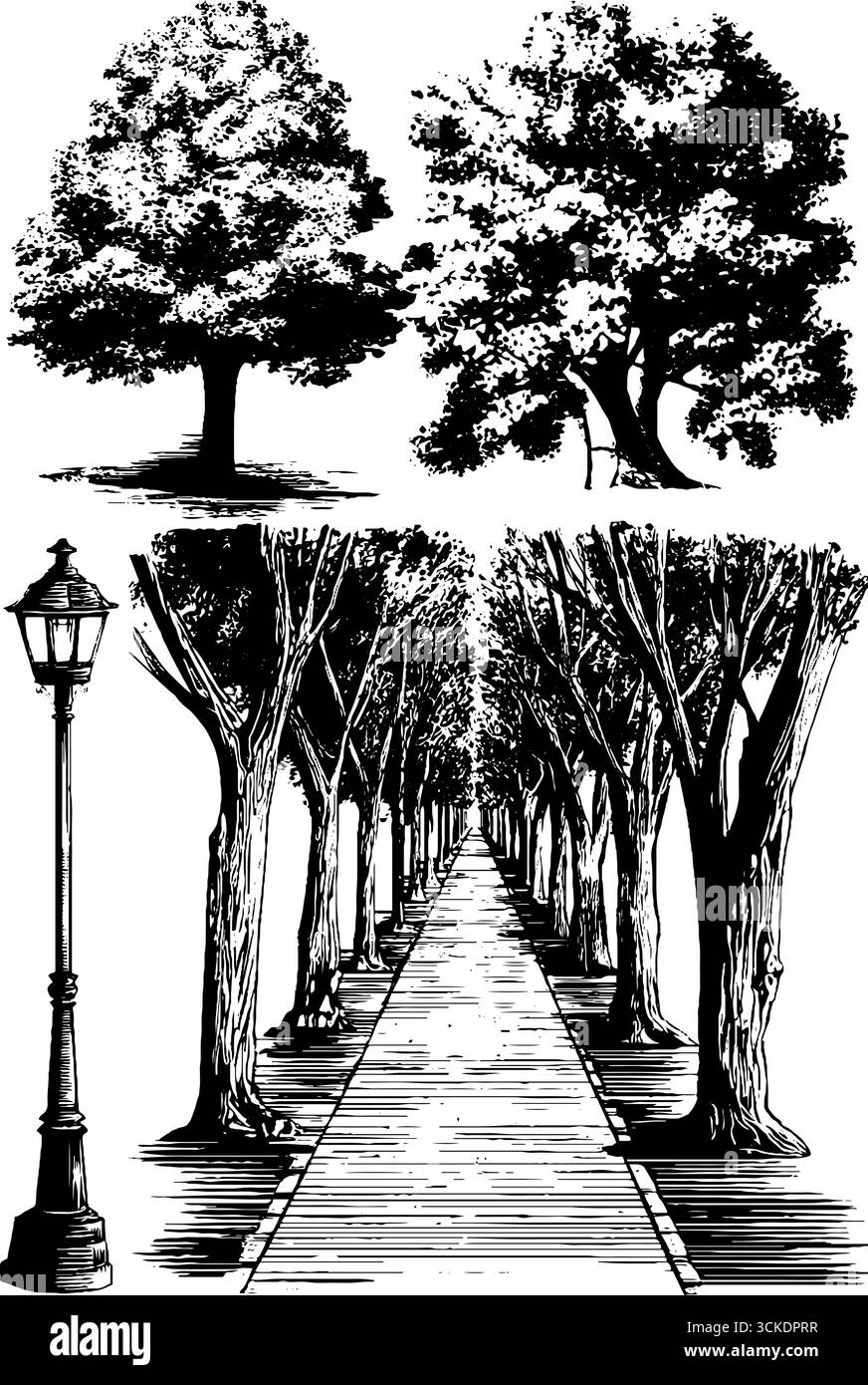 Engraved tree-lined alley with lamp post and detailed tree ...