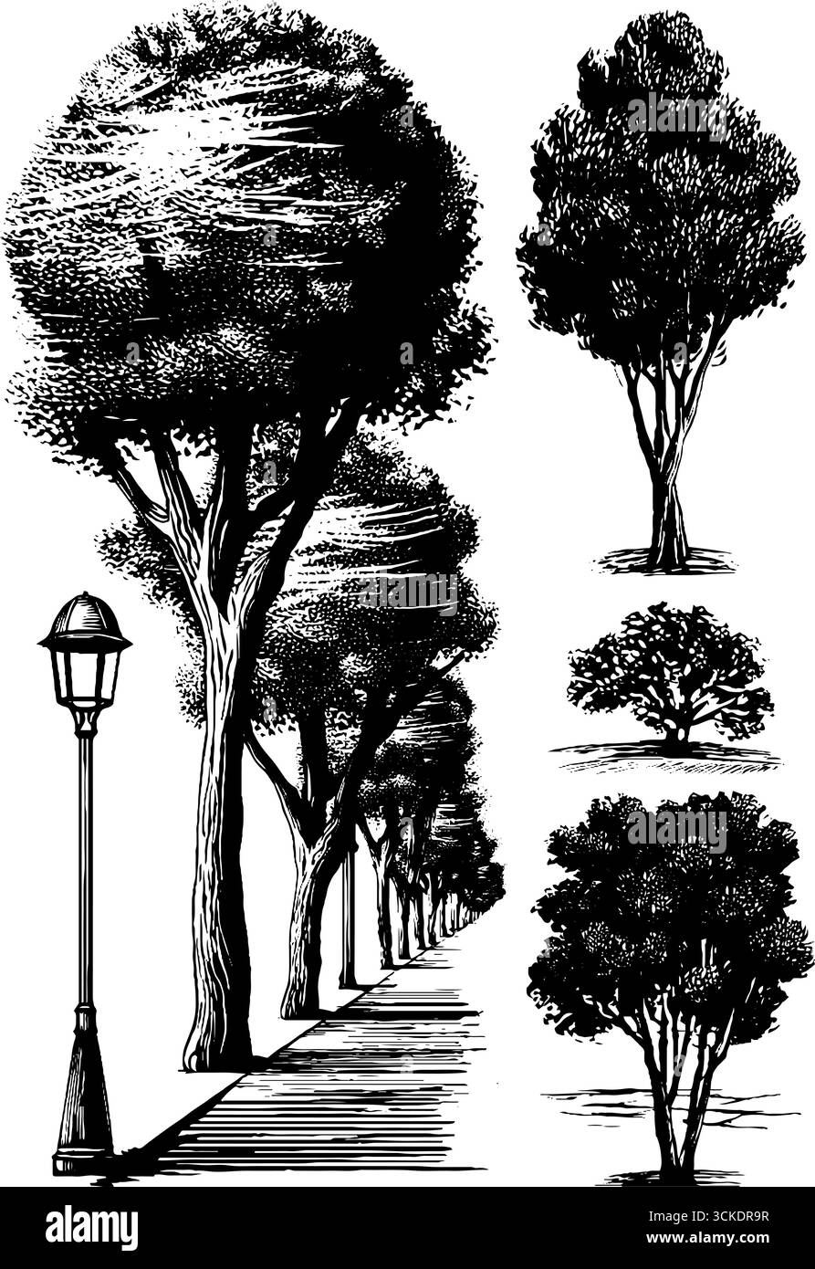 Vintage tree lined alley and assorted trees engraving design for print ...