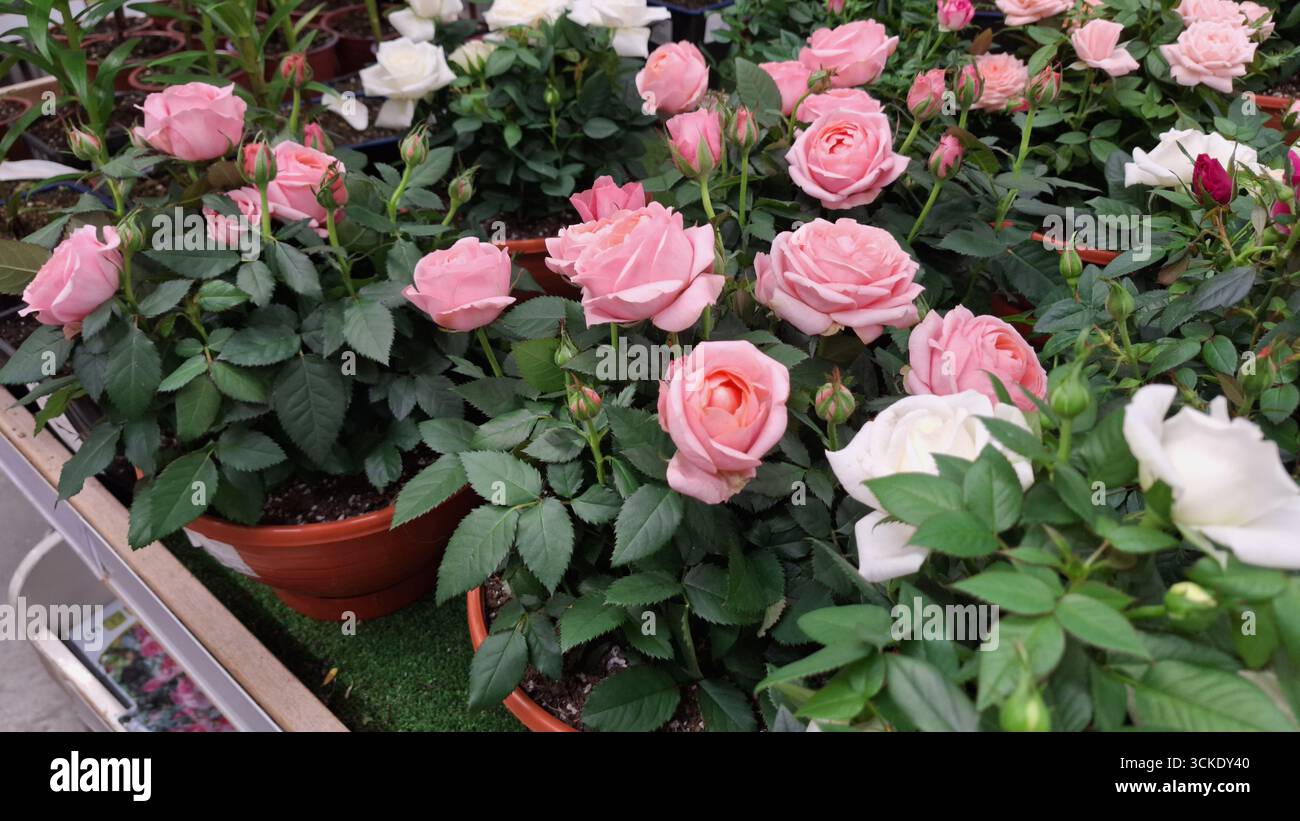 Lush display white roses hi-res stock photography and images - Alamy