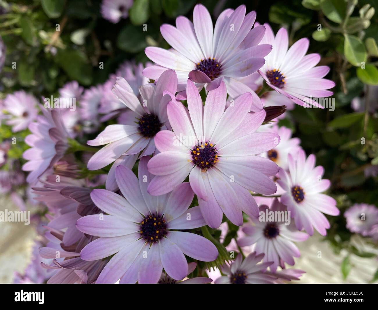 Shot white african daisies in hi-res stock photography and images - Alamy