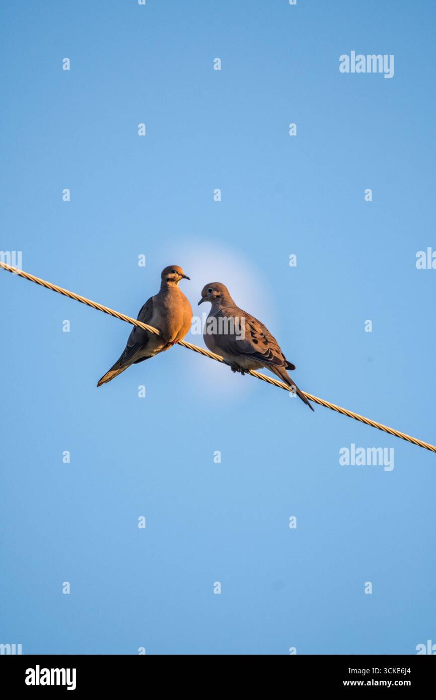 Dove sitting on wire hi-res stock photography and images - Alamy