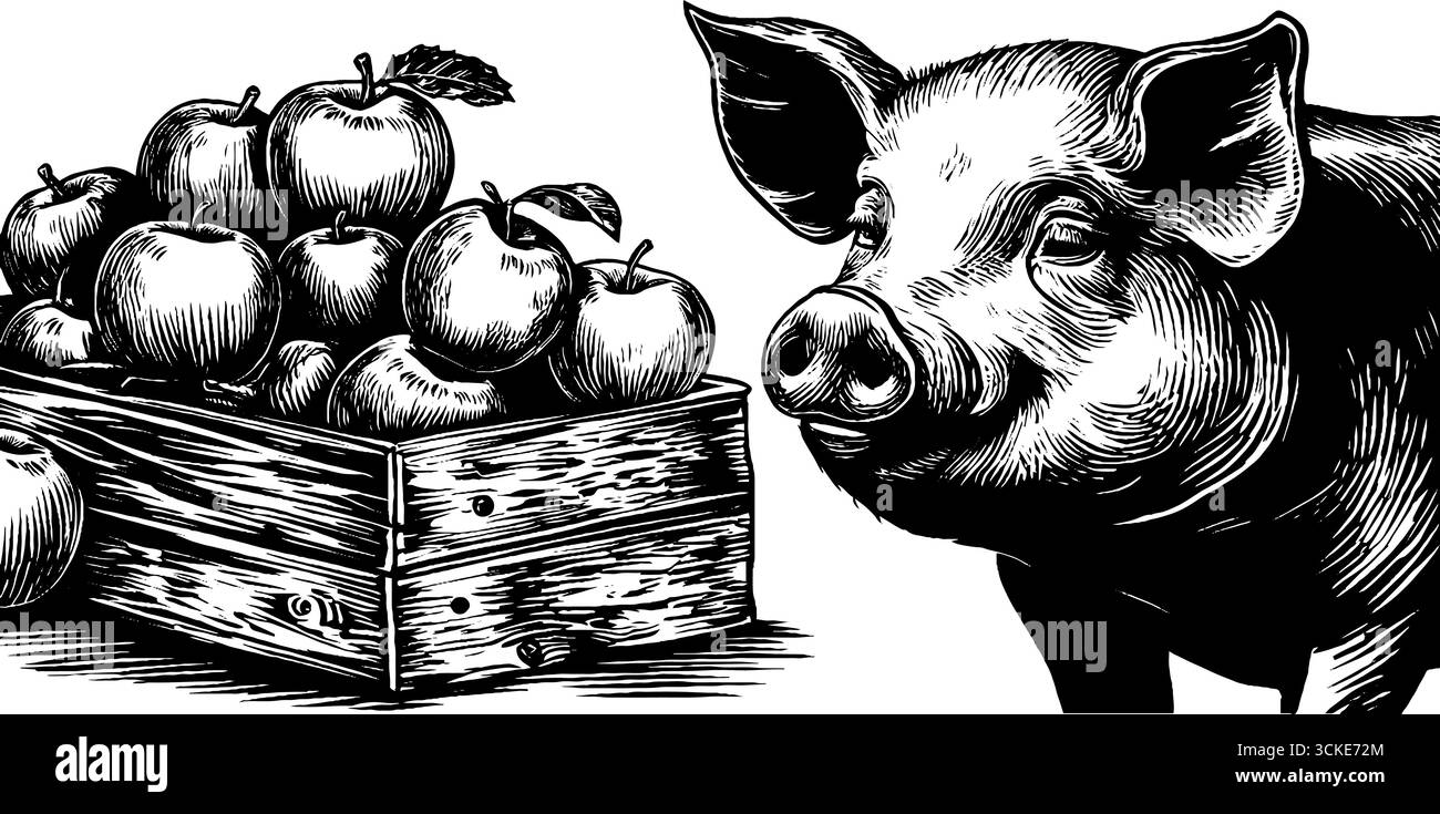 Engraved illustration of farmyard pig with crate of apples for rustic ...