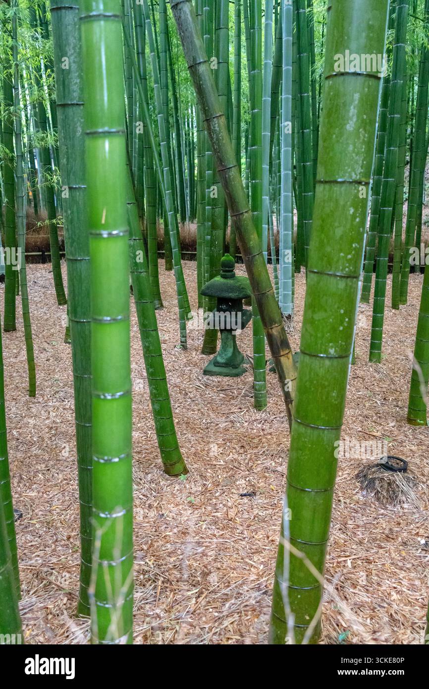 Tall green bamboo stalks rise beside stone paths and fences in the ...