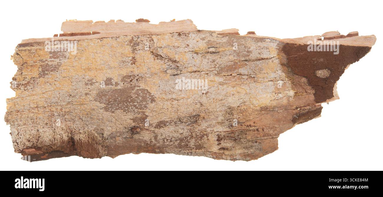 Back side of birch bark isolated on white background Stock Photo - Alamy