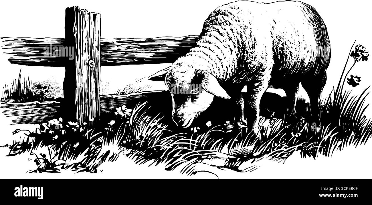 Vintage engraving of grazing lamb near wooden fence - perfect for farm ...