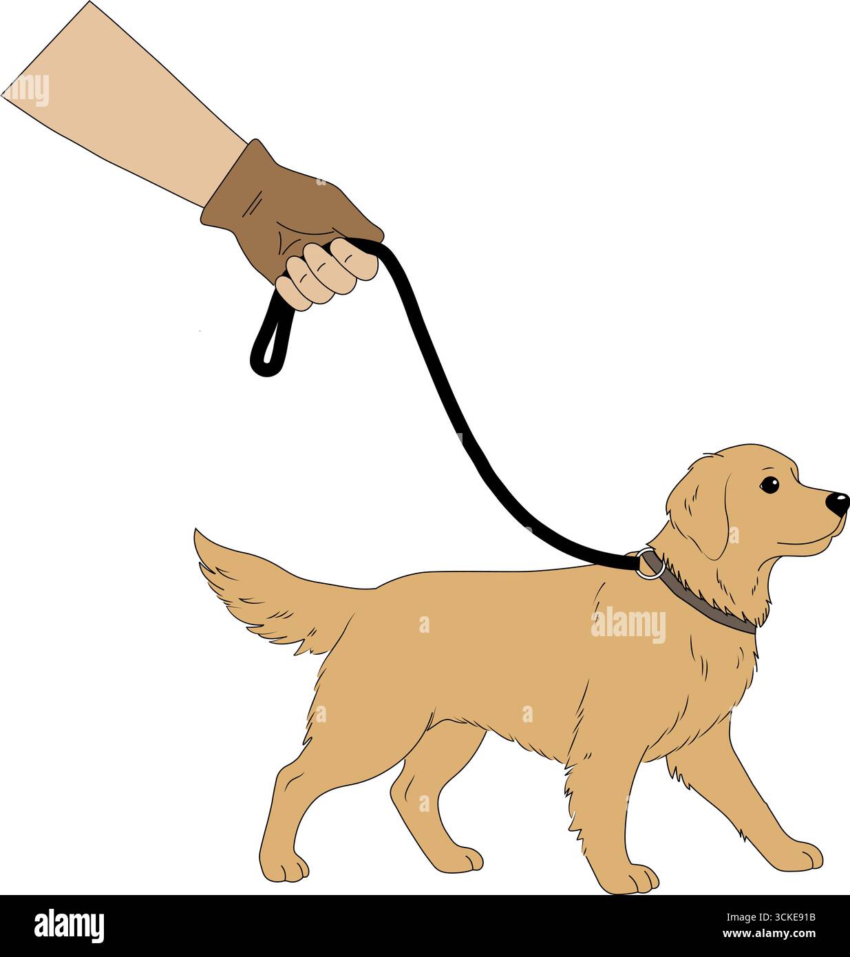 Walking pet dog on leash Cut Out Stock Images & Pictures - Alamy