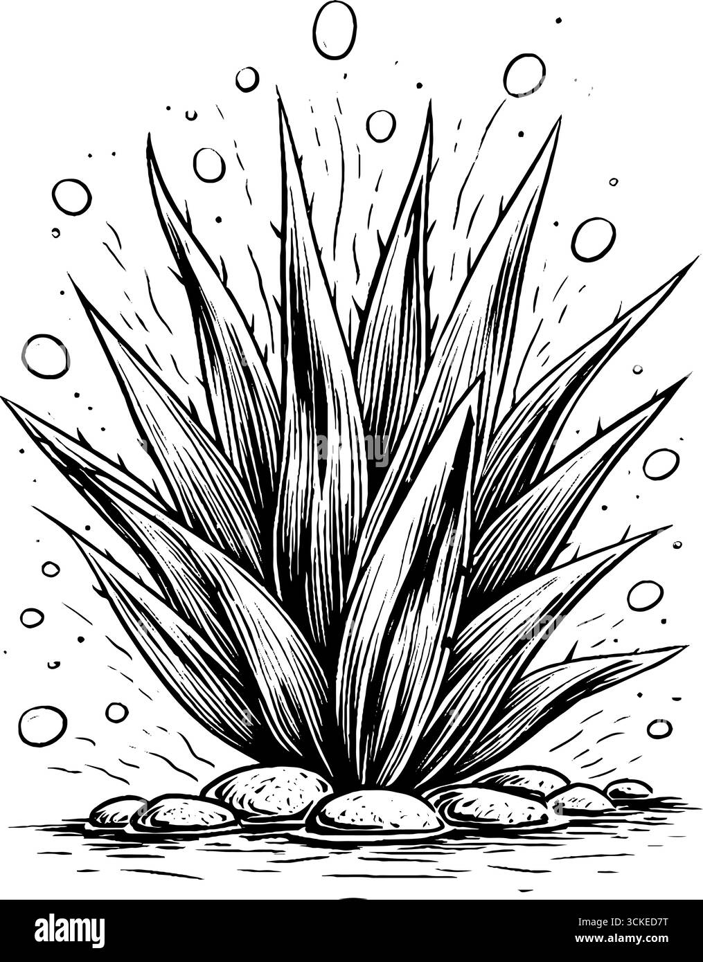 Detailed engraved illustration of agave plant with bold black lines for ...