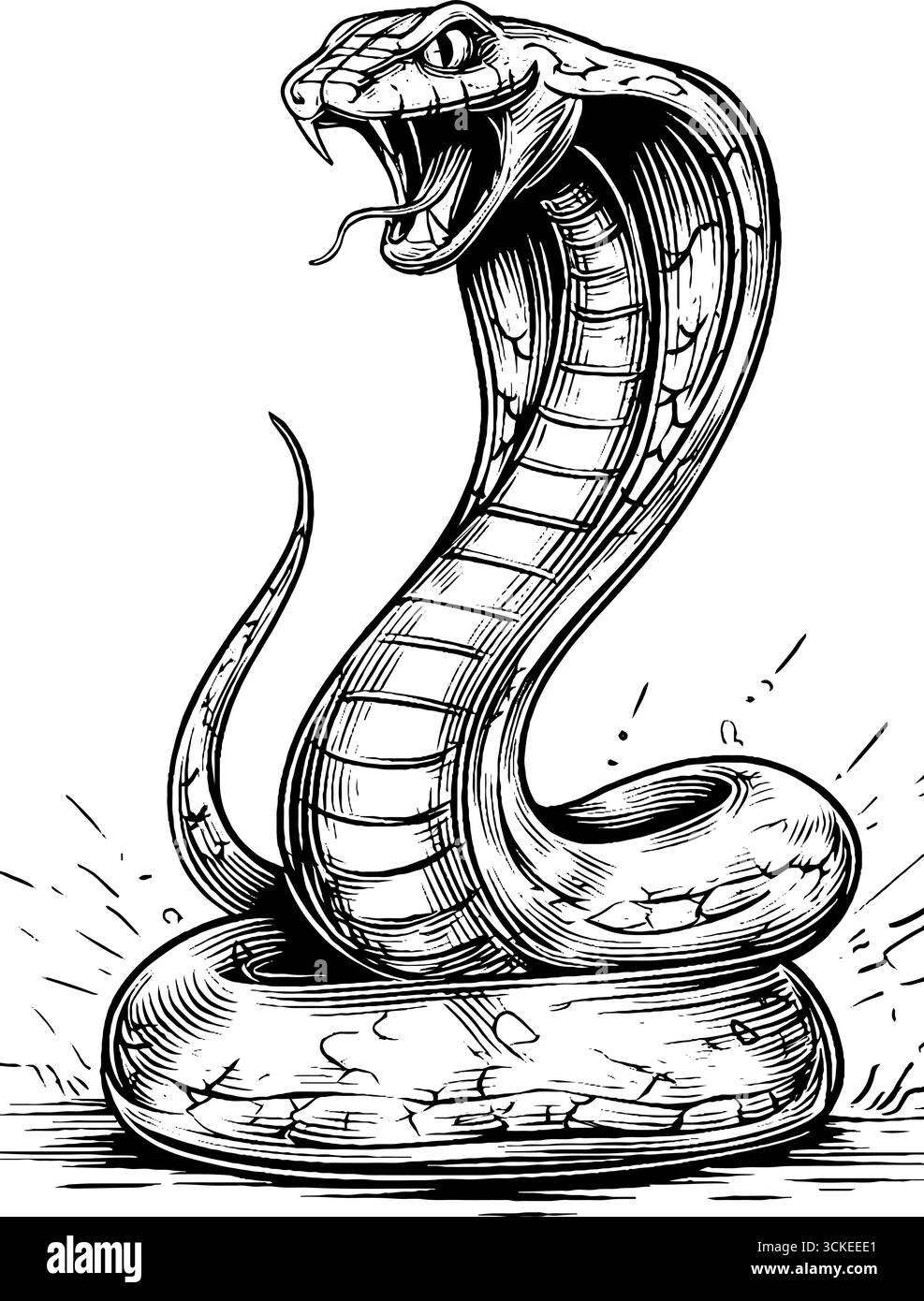 Detailed engraved illustration of cobra with bold black lines Stock ...