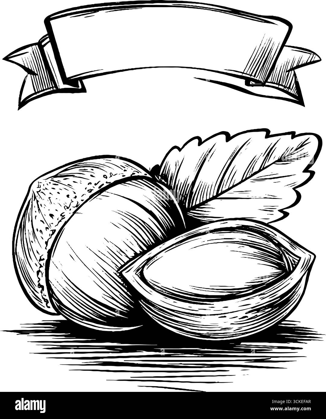 Engraved hazelnut art with banner design for labels and packaging Stock ...