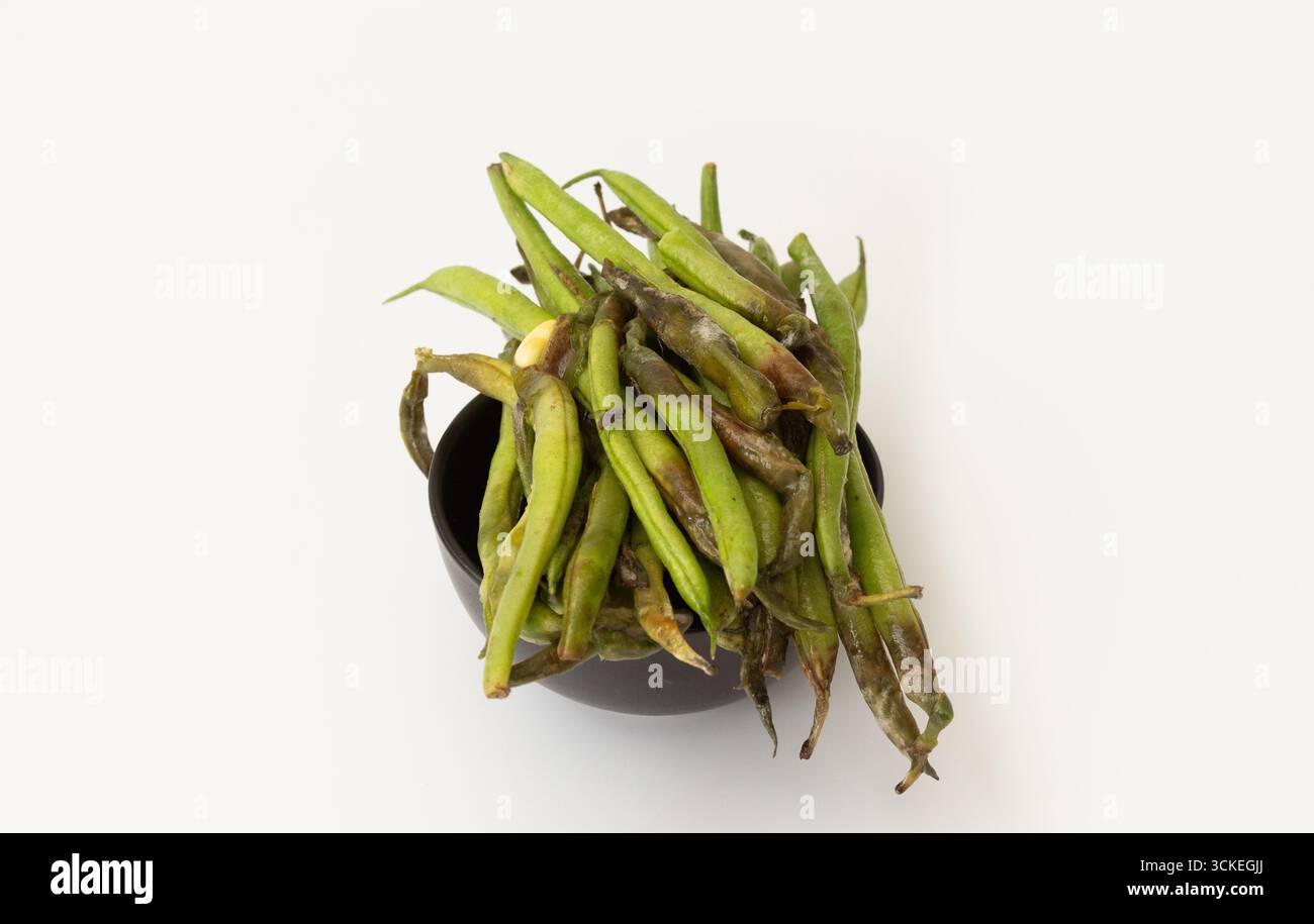 otten green beans in a black bowl, close-up with a fly sitting on the ...