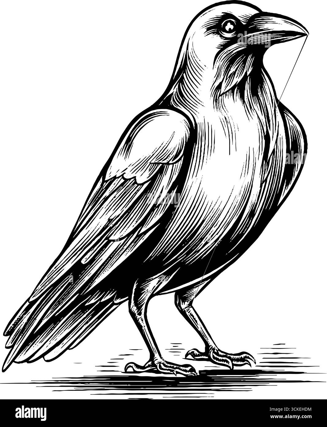 Engraved crow illustration in black bold lines for retro design ...